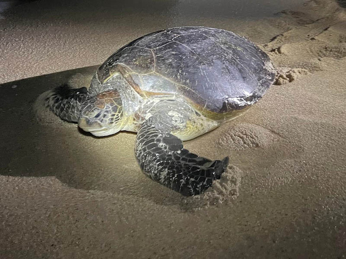 珍しいアオウミガメ :: Turtle Rider - Ryota Hayashi on Web